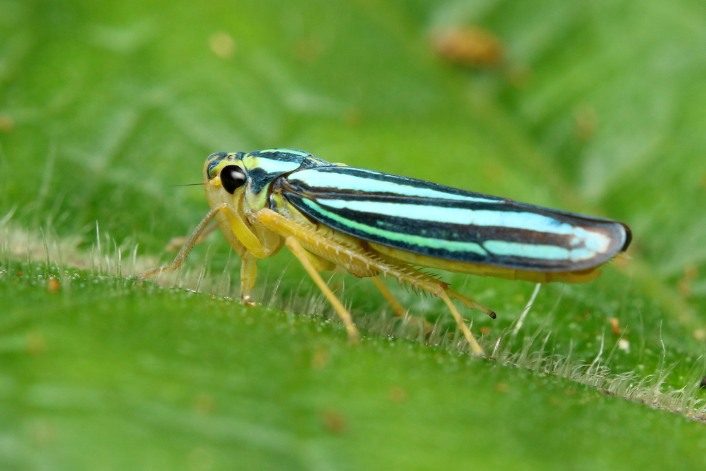 Blue-striped Leafhopper from Hillcrest, 3610, South Africa on February ...