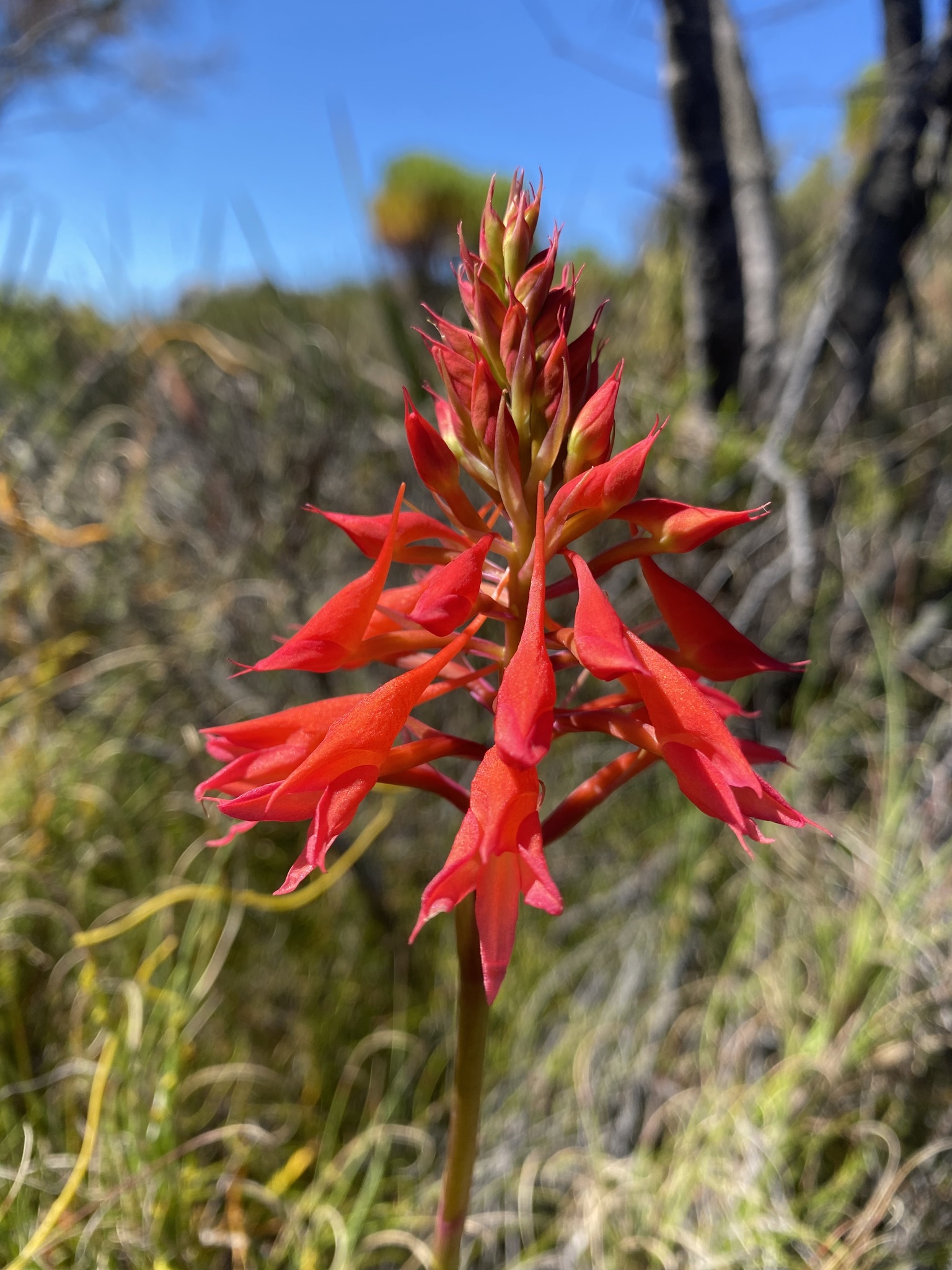 Disa ferruginea Sw.