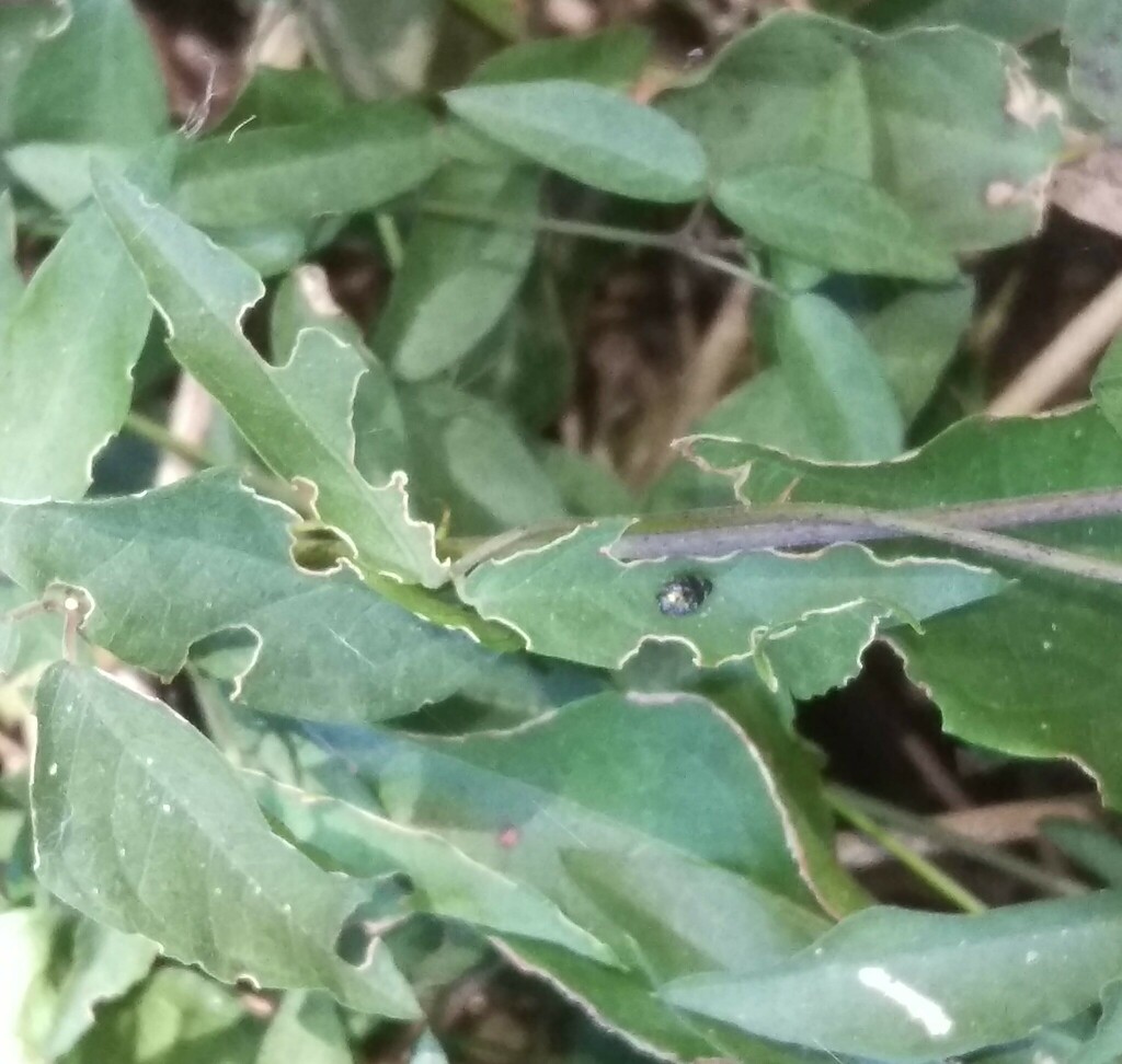 Hedwigiella jureceki from Boompa QLD 4621, Australia on September 19 ...