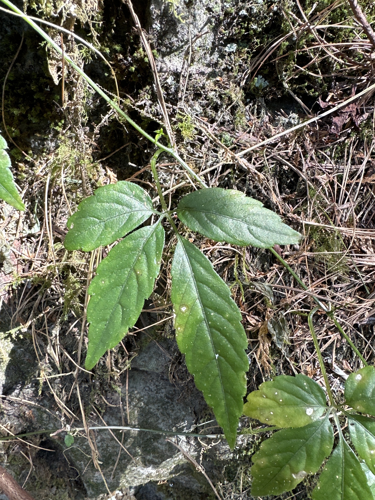 Gynostemma pentaphyllum (Thunb.) Makino