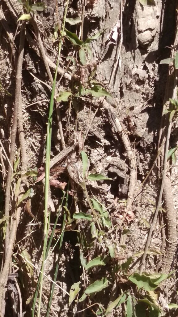 Hypocosmia pyrochroma from Boompa QLD 4621, Australia on September 19 ...