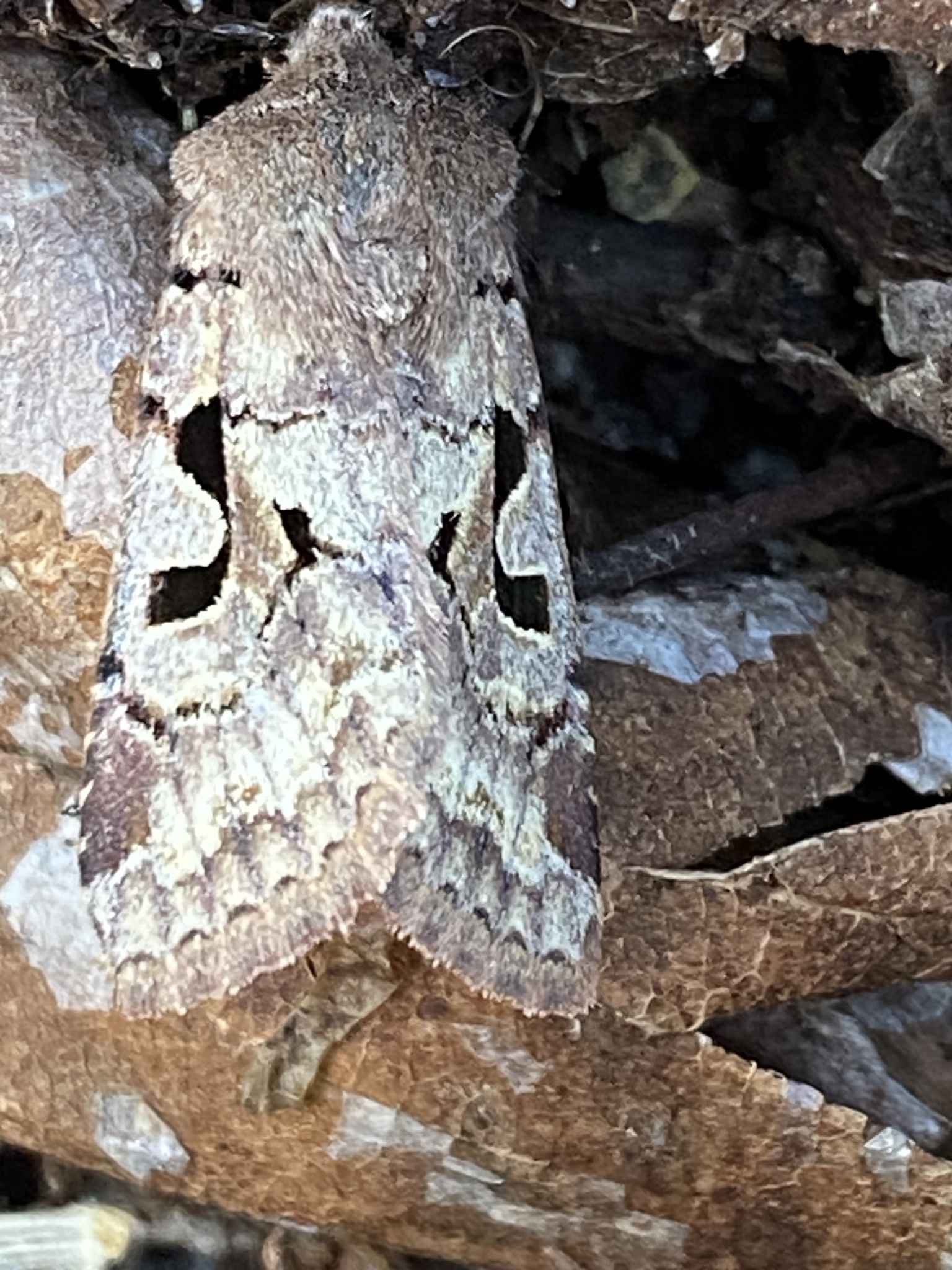 Orthosia gothica Linnaeus, 1758