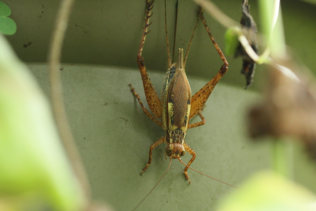 Cardiodactylus from Sydney NSW, Australia on April 7, 2017 at 11:23 AM ...