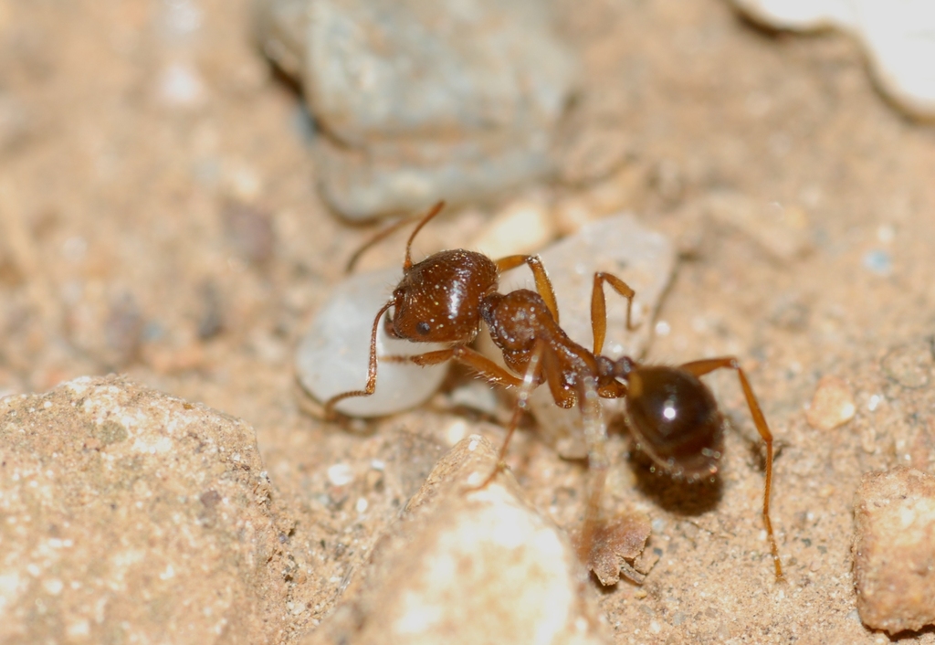 Iberian Harvester Ant from Campus du CEFE-CNRS, 34090 Montpellier ...