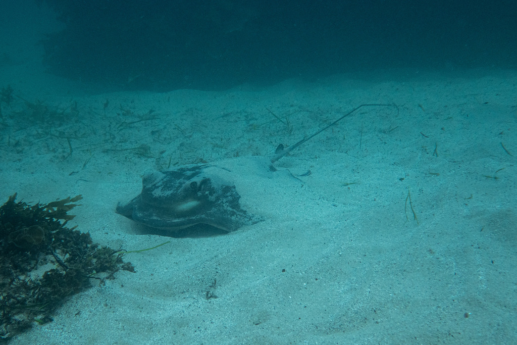 New Zealand Eagle Ray from Northern Beaches Council, NSW, Australia on ...