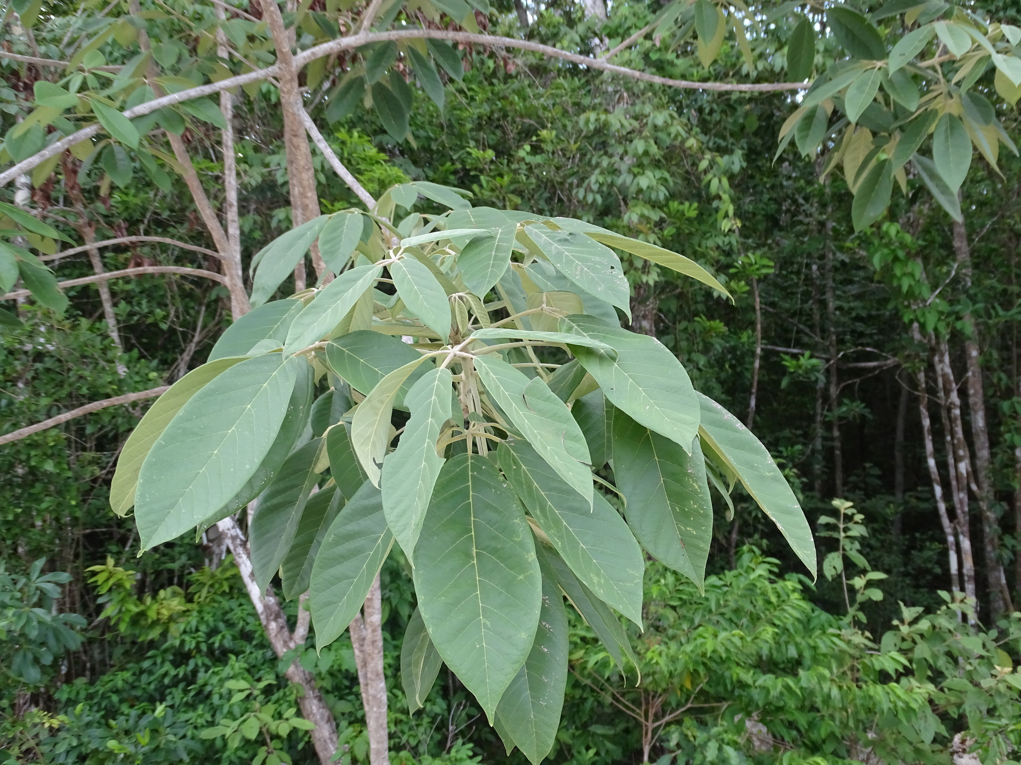 Vitex gaumeri Greenm.