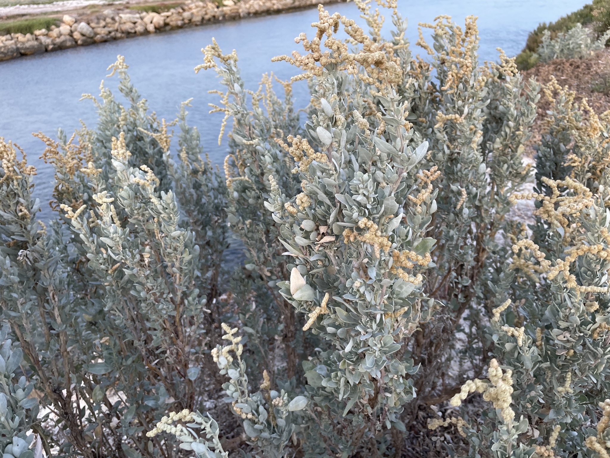 Atriplex cinerea Poir.