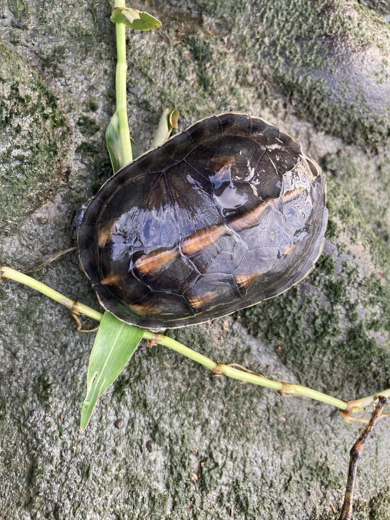 Common thread turtle from 蘭陽溪, 五結鄉, TW on February 27, 2023 at 05:04 PM ...