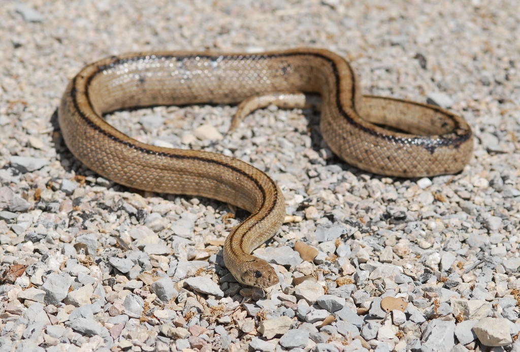 Ladder Snake (Zamenis scalaris) - Snakes and Lizards