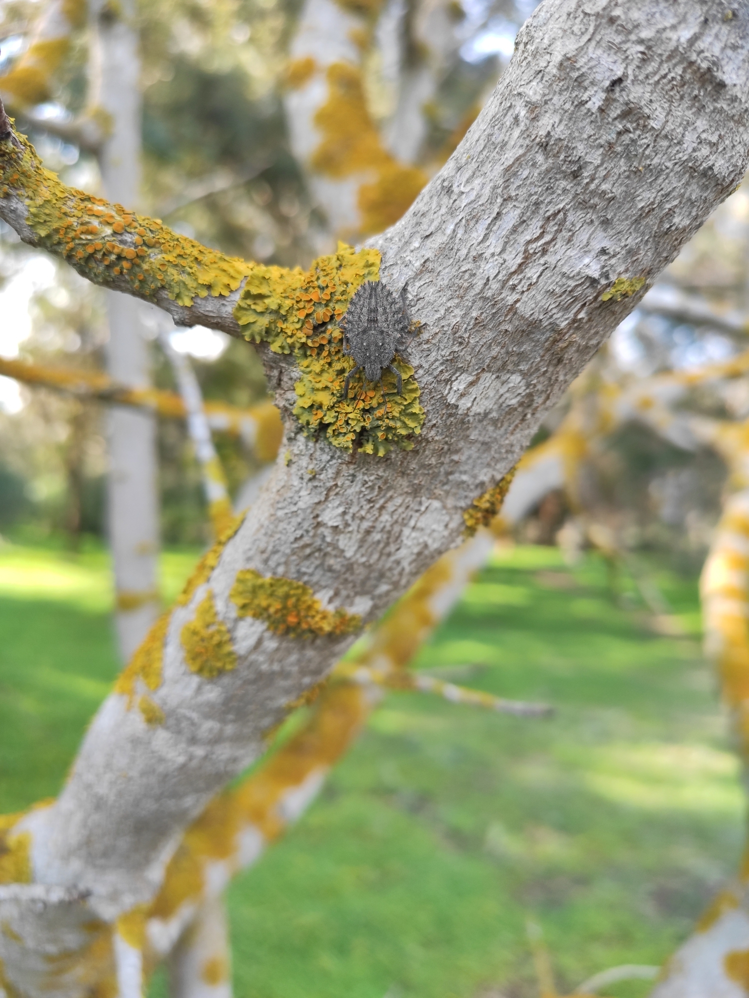 Mustha spinosula (Lefebvre, 1831)