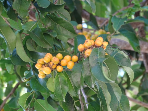 Bunchosia canescens · iNaturalist Ecuador