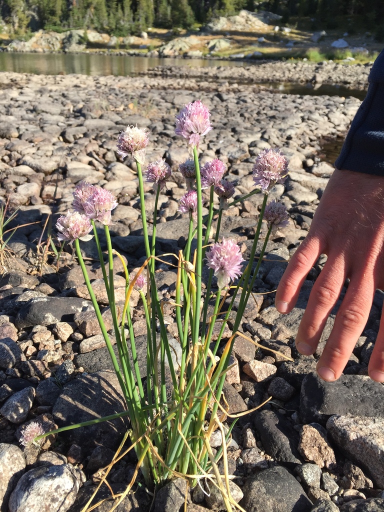 Chives from Carbon County, MT, USA on August 24, 2016 at 08:58 AM by ...