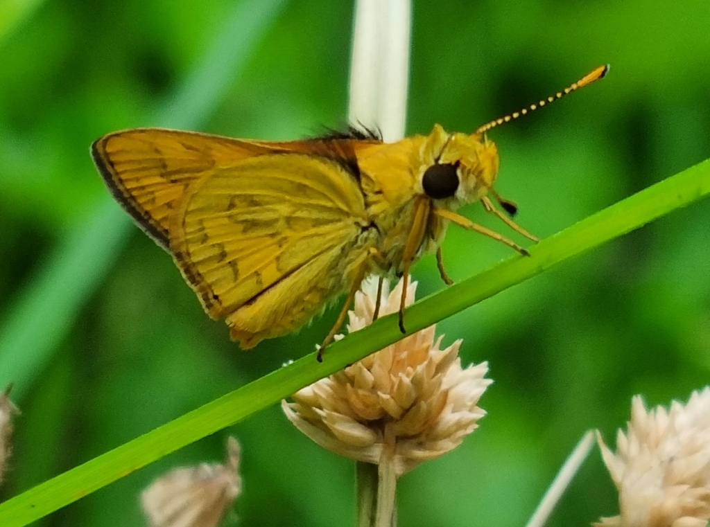 Yellow-banded Dart in February 2023 by ianrainbow. On Drain sedge ...