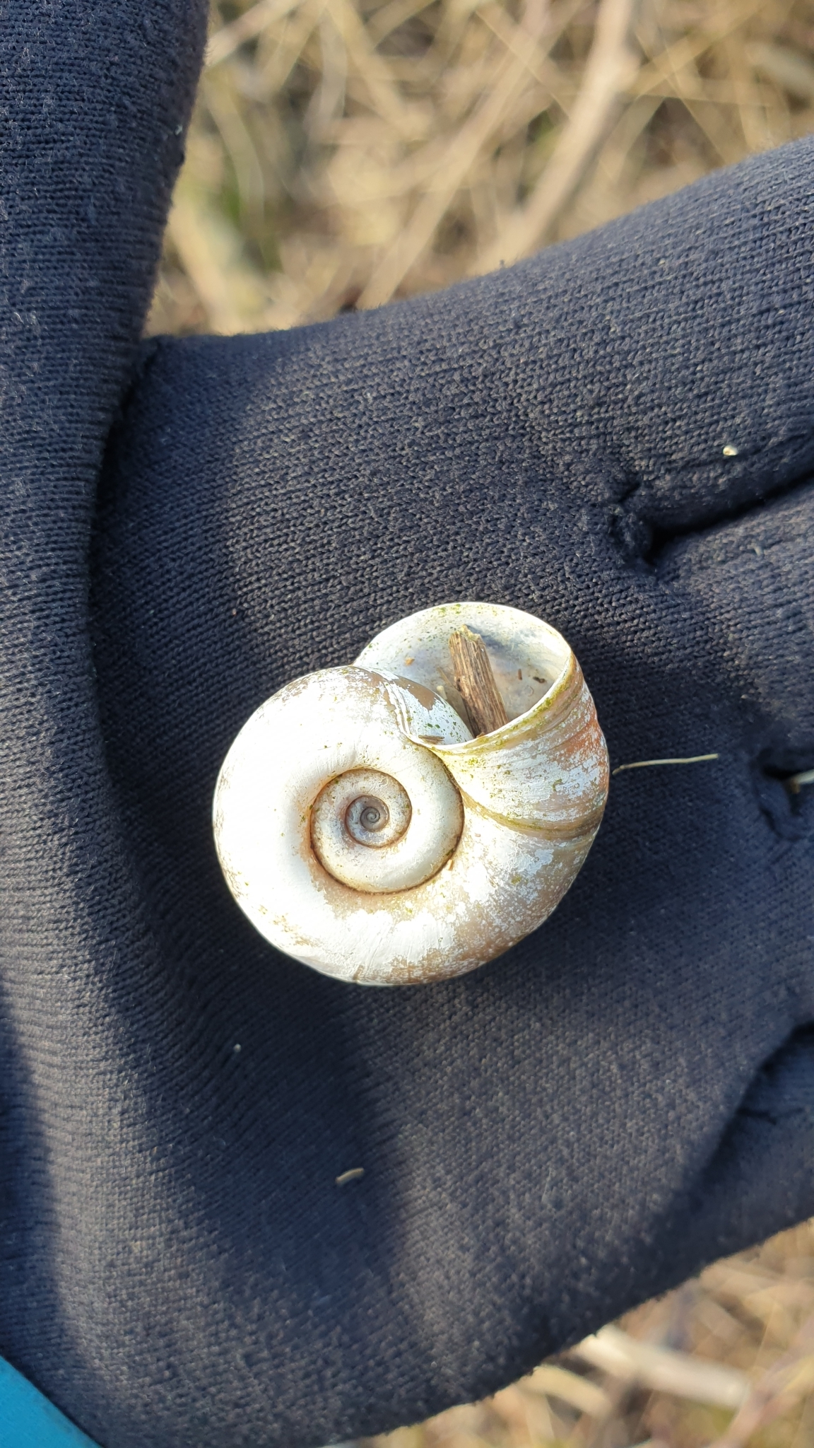 Planorbarius corneus (Linnaeus, 1758)