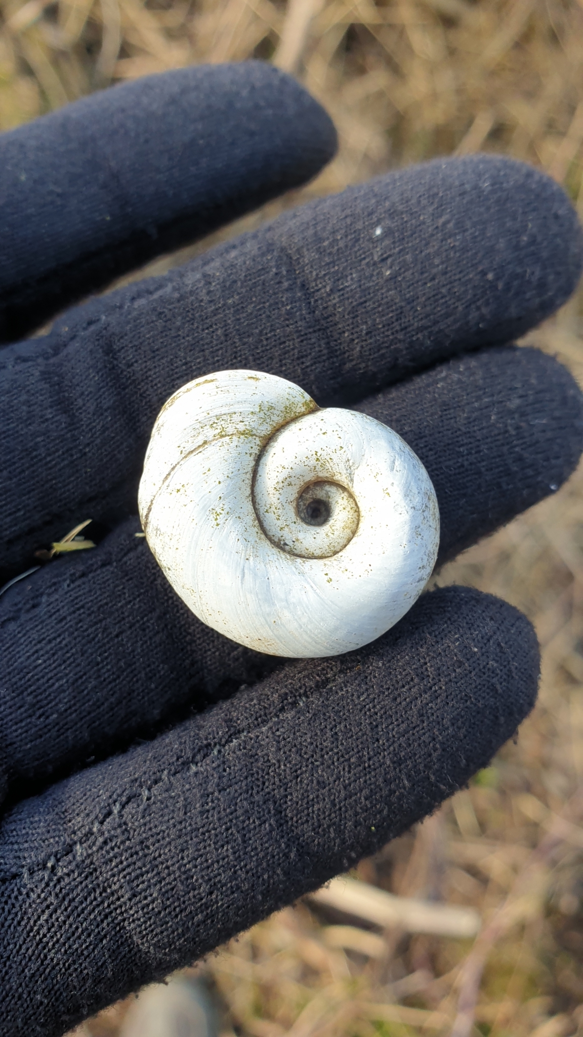 Planorbarius corneus (Linnaeus, 1758)