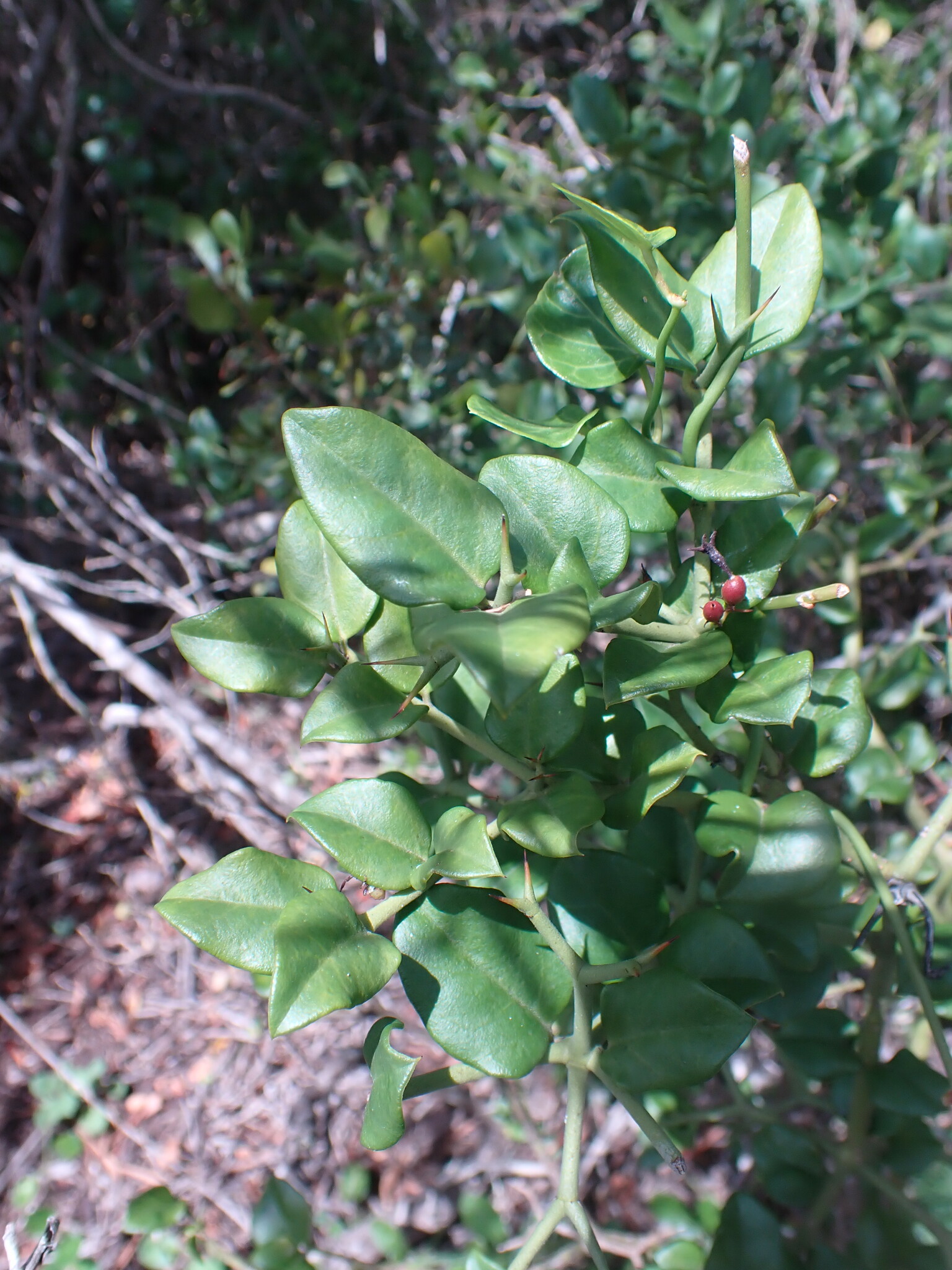 Carissa bispinosa (L.) Desf. ex Brenan