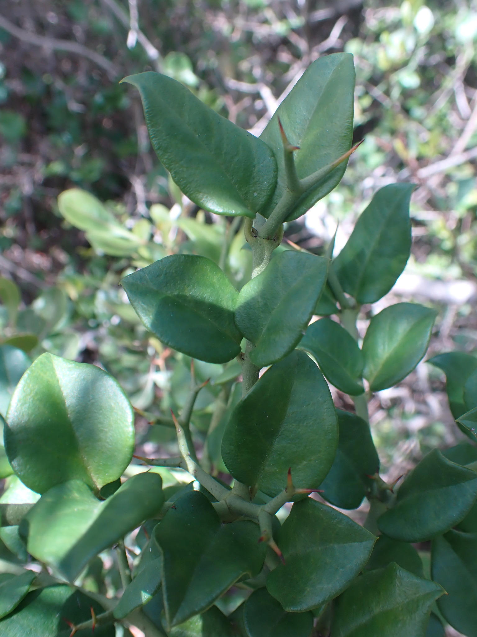 Carissa bispinosa (L.) Desf. ex Brenan