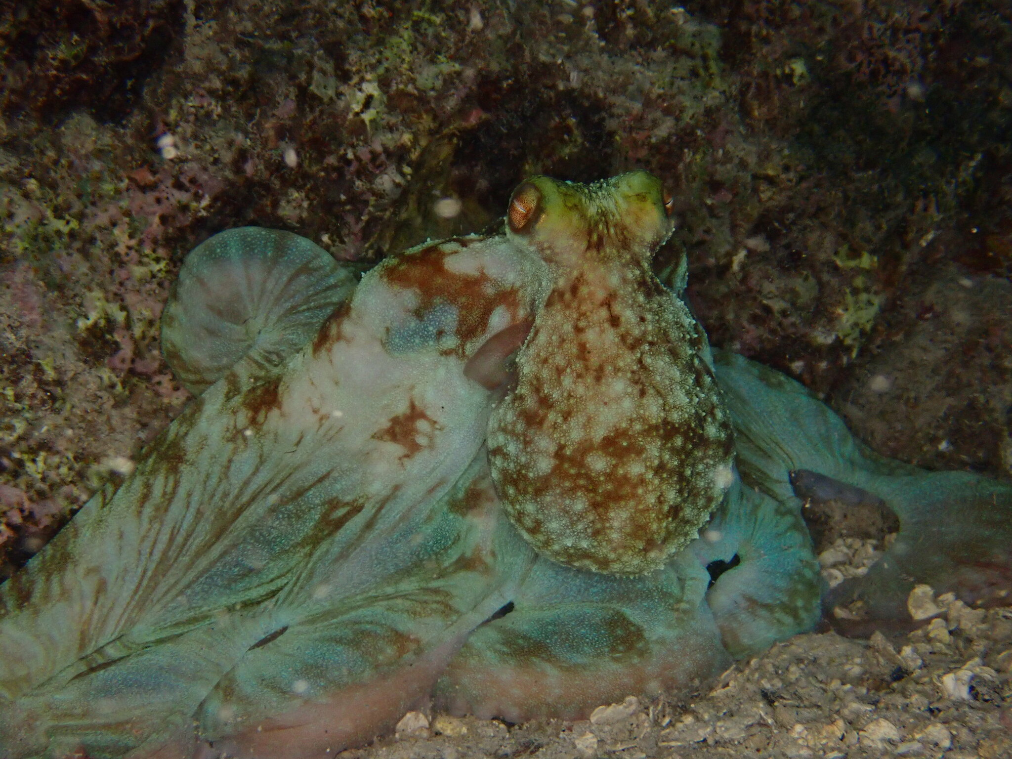 Octopus briareus Robson, 1929