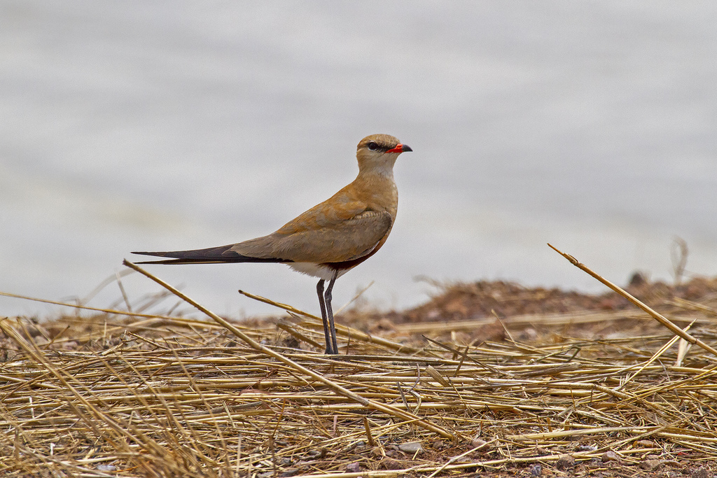 Typical Pratincoles (Glareola) - Avian Discovery