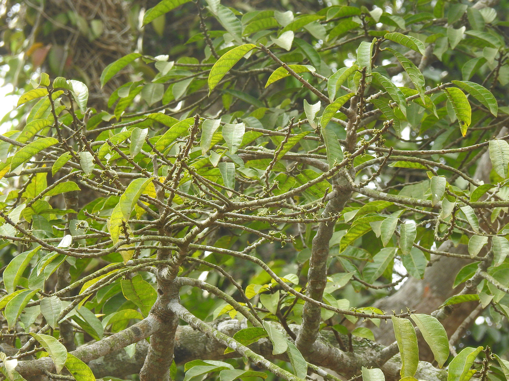 Upas tree from 中国海南省海口市龙华区 on February 26, 2023 at 03:27 PM by ...