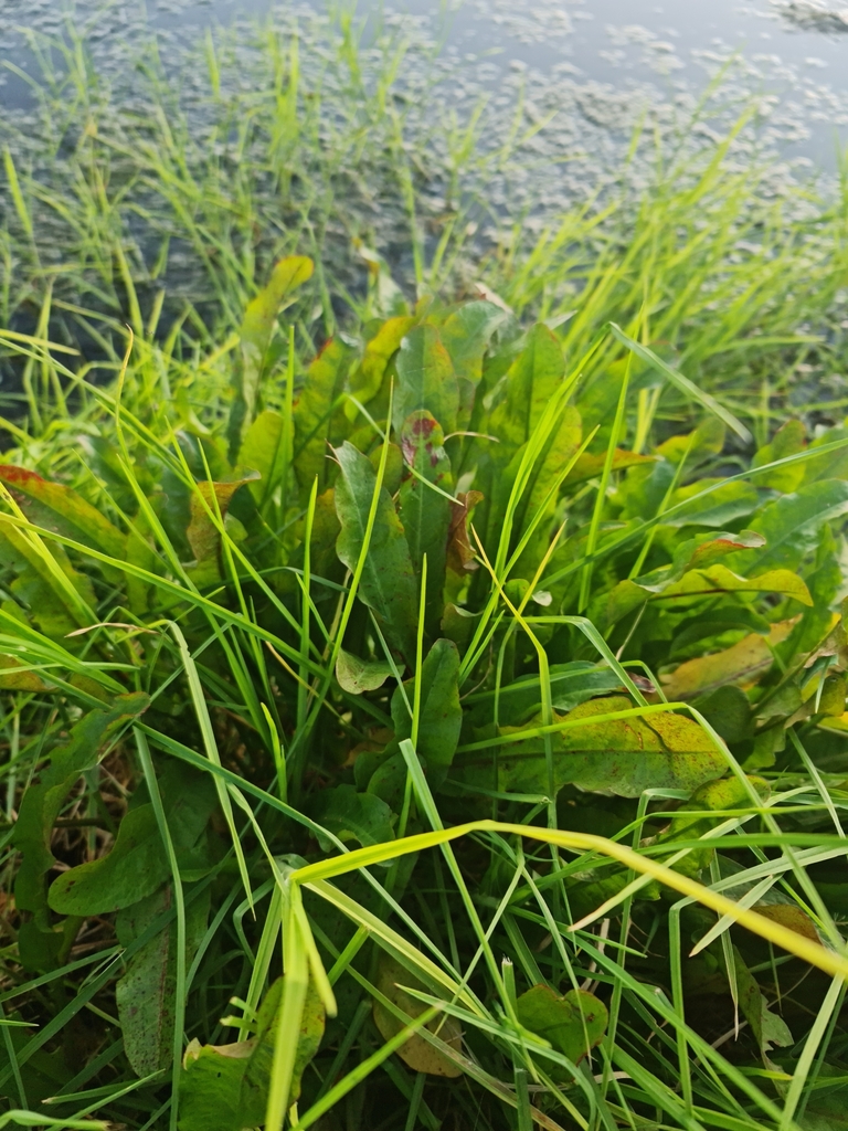 curled dock from 10 Agnew Street, Carletonville, 2499, South Africa on February 26, 2023 at 06: ...