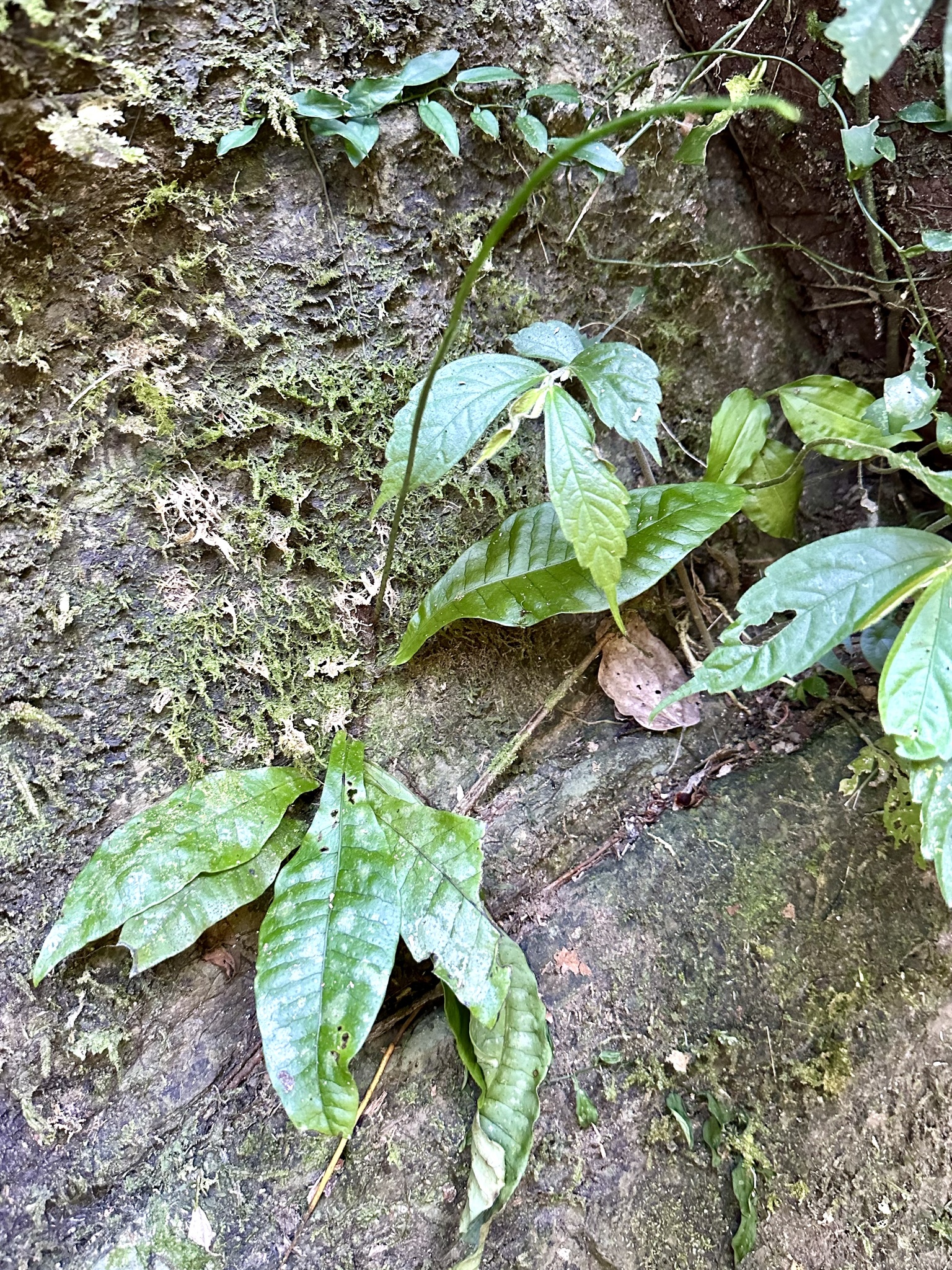 Leptochilus decurrens Blume