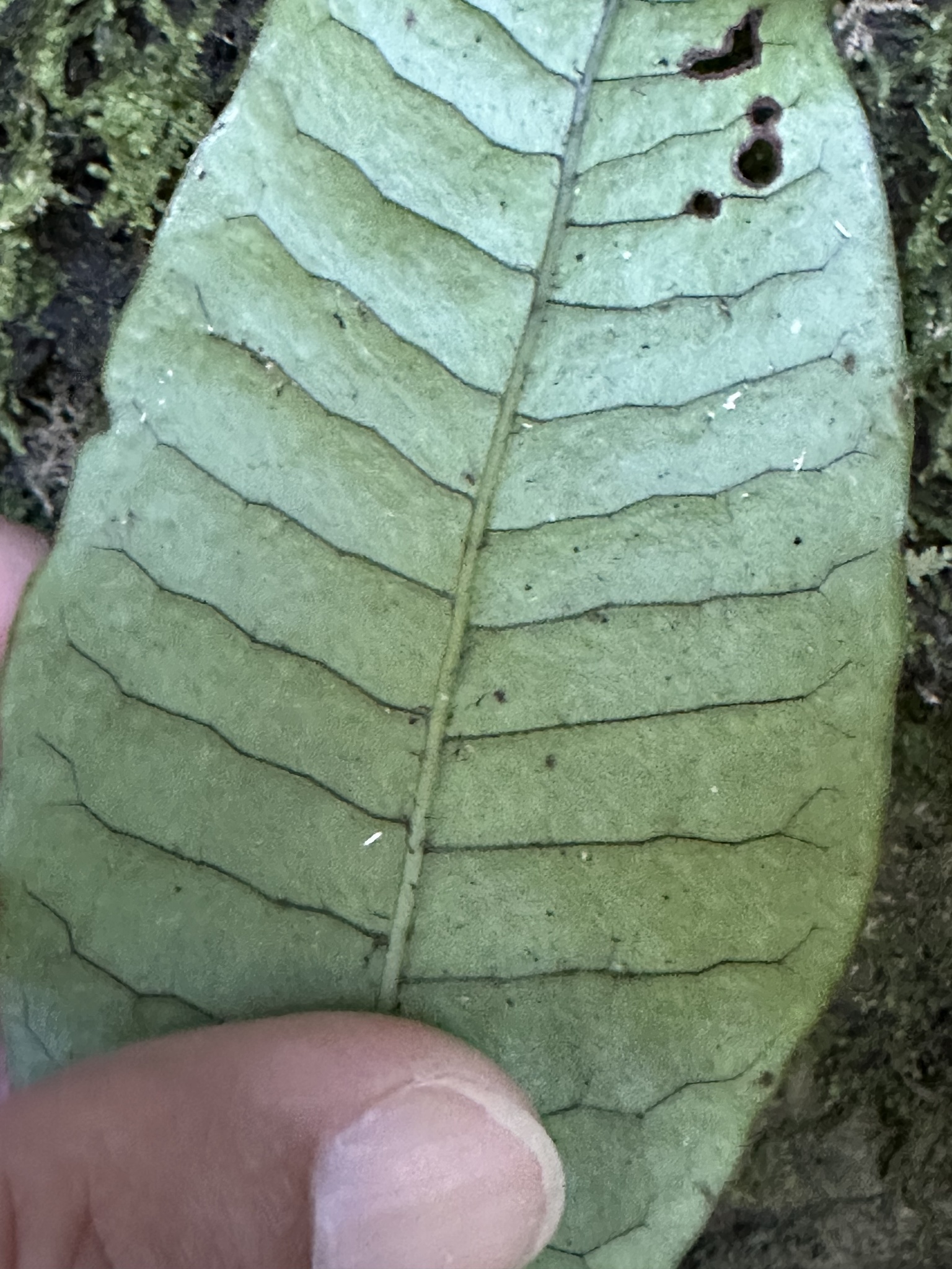 Leptochilus decurrens Blume