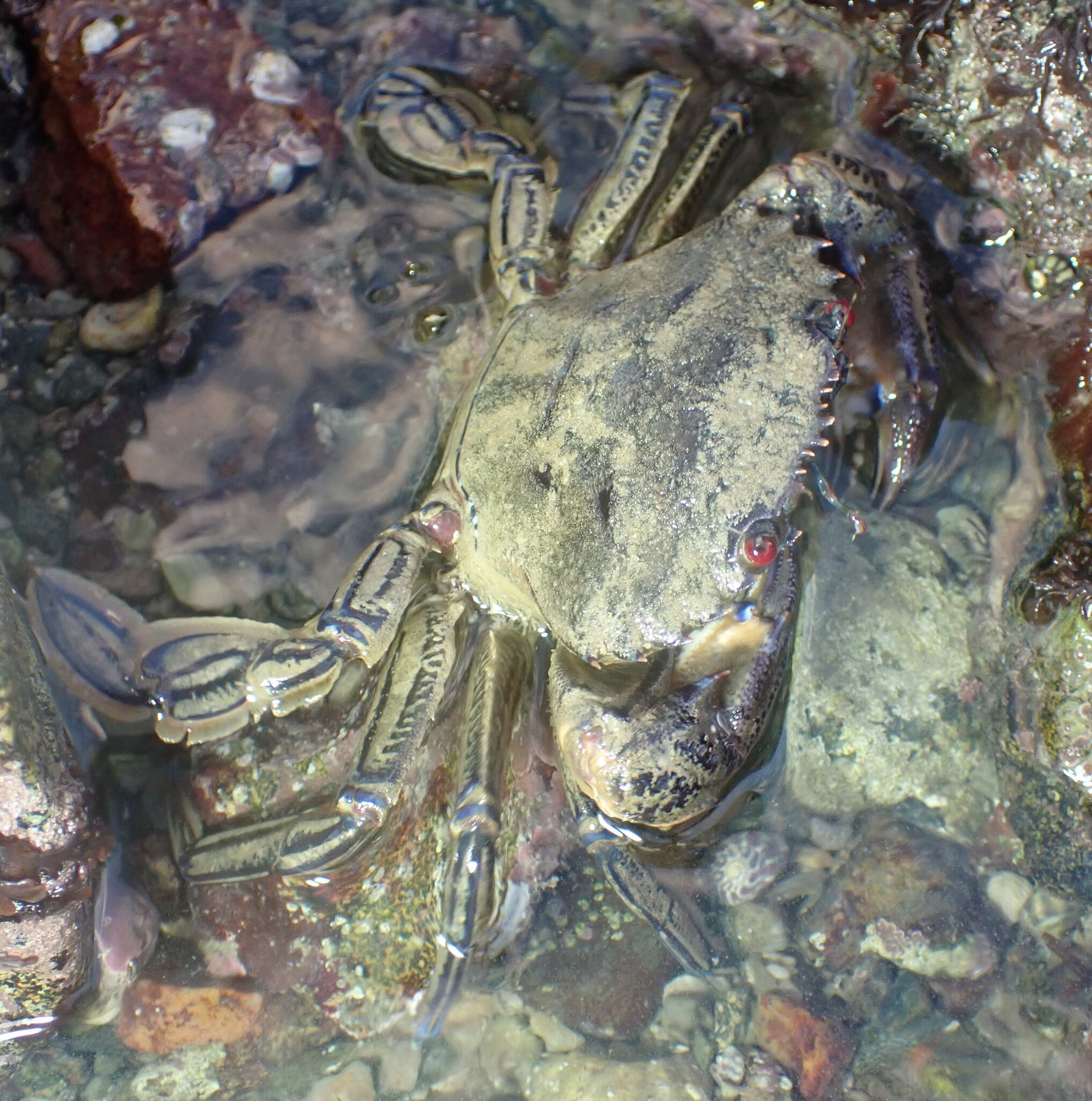 Necora puber (Linnaeus, 1767)