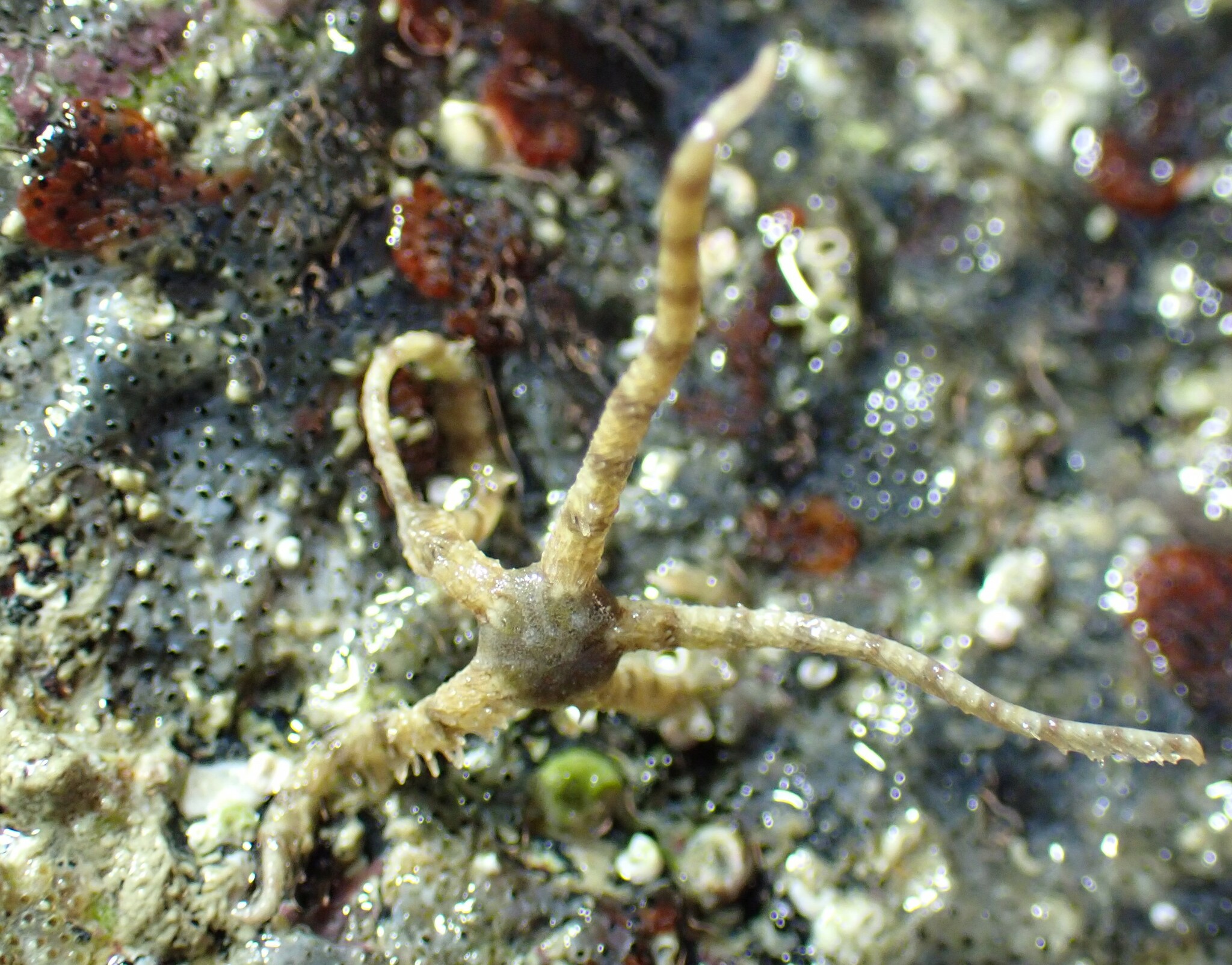 Ophiothrix fragilis (Abildgaard, 1789)