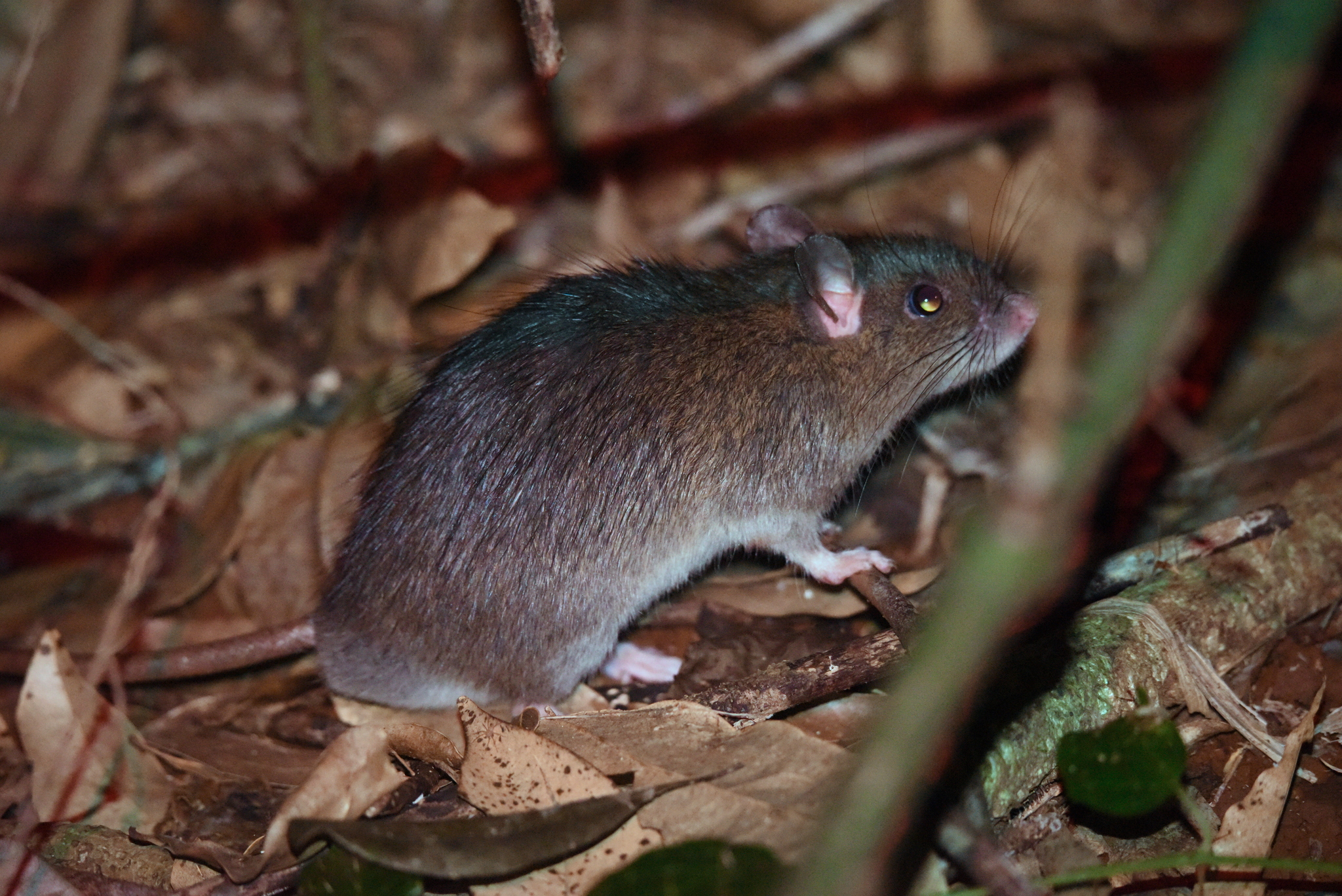 Rattus fuscipes (Waterhouse, 1839)