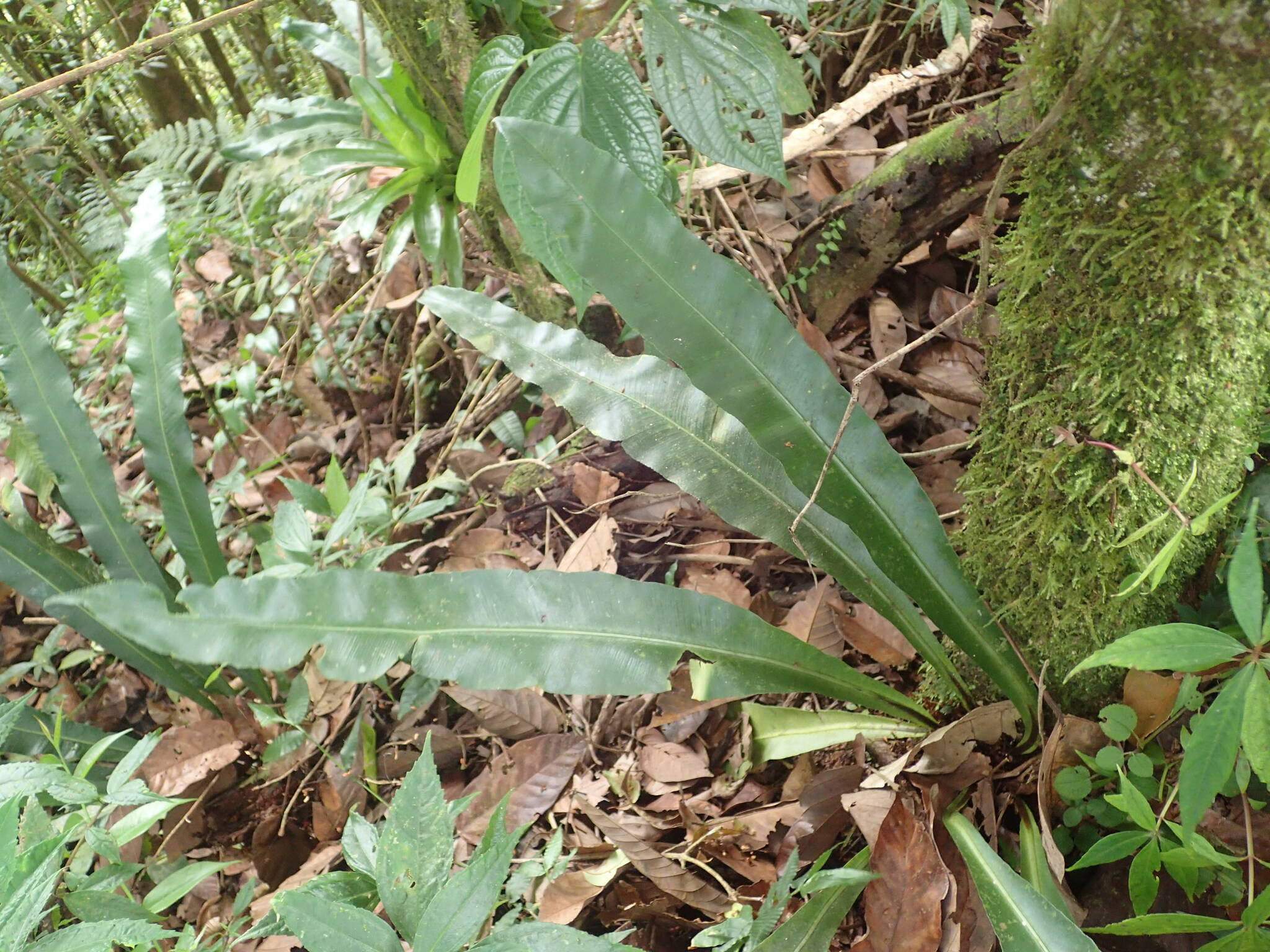Asplenium serratum L.