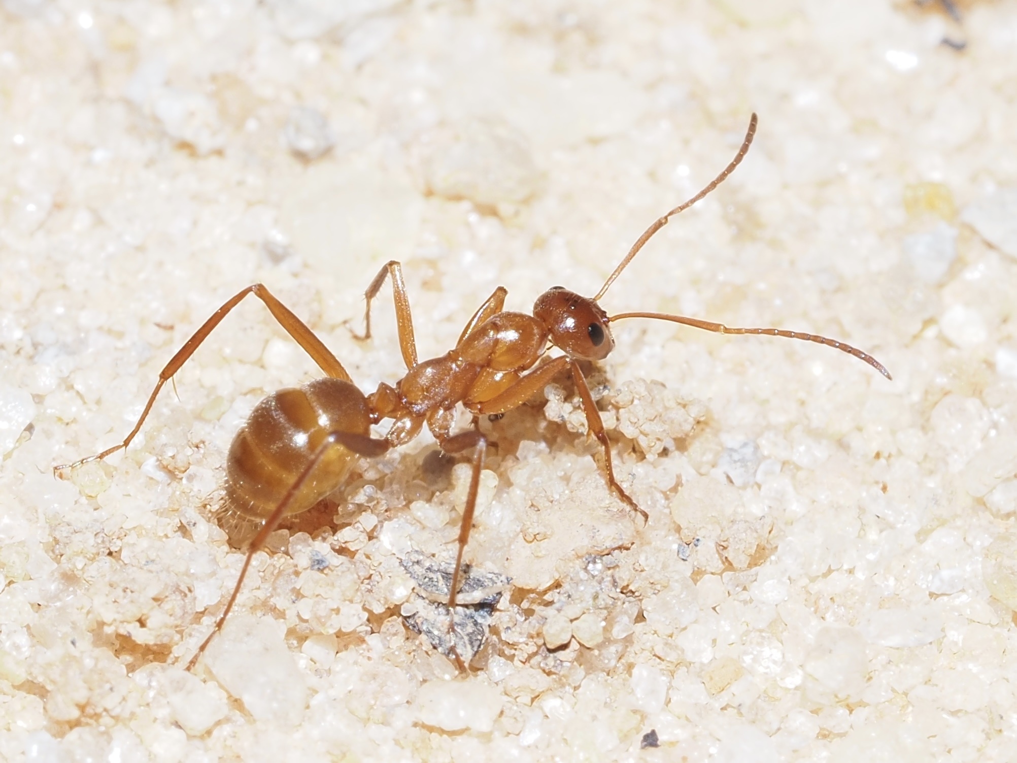 Formica Linnaeus, 1758