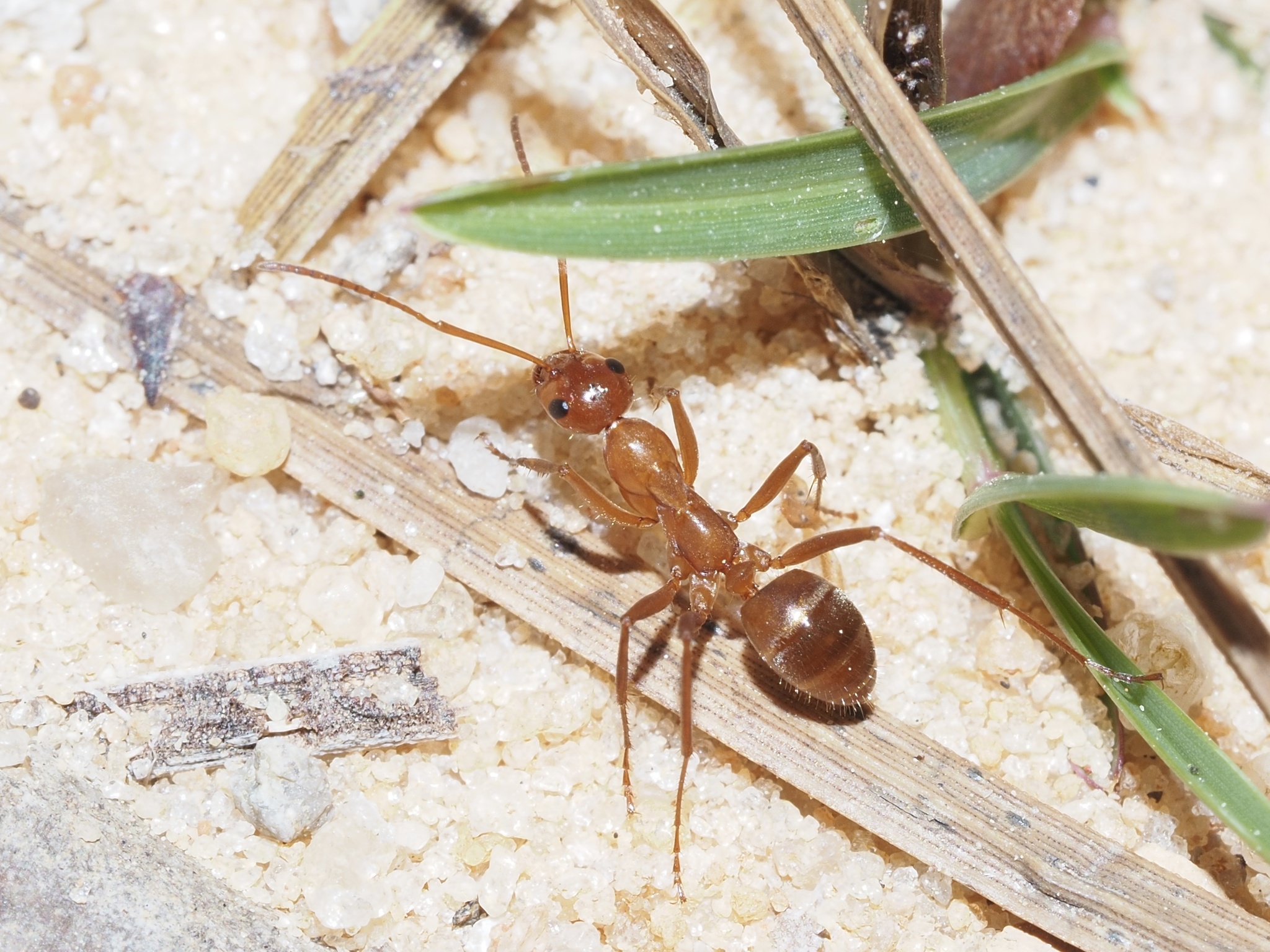 Formica Linnaeus, 1758