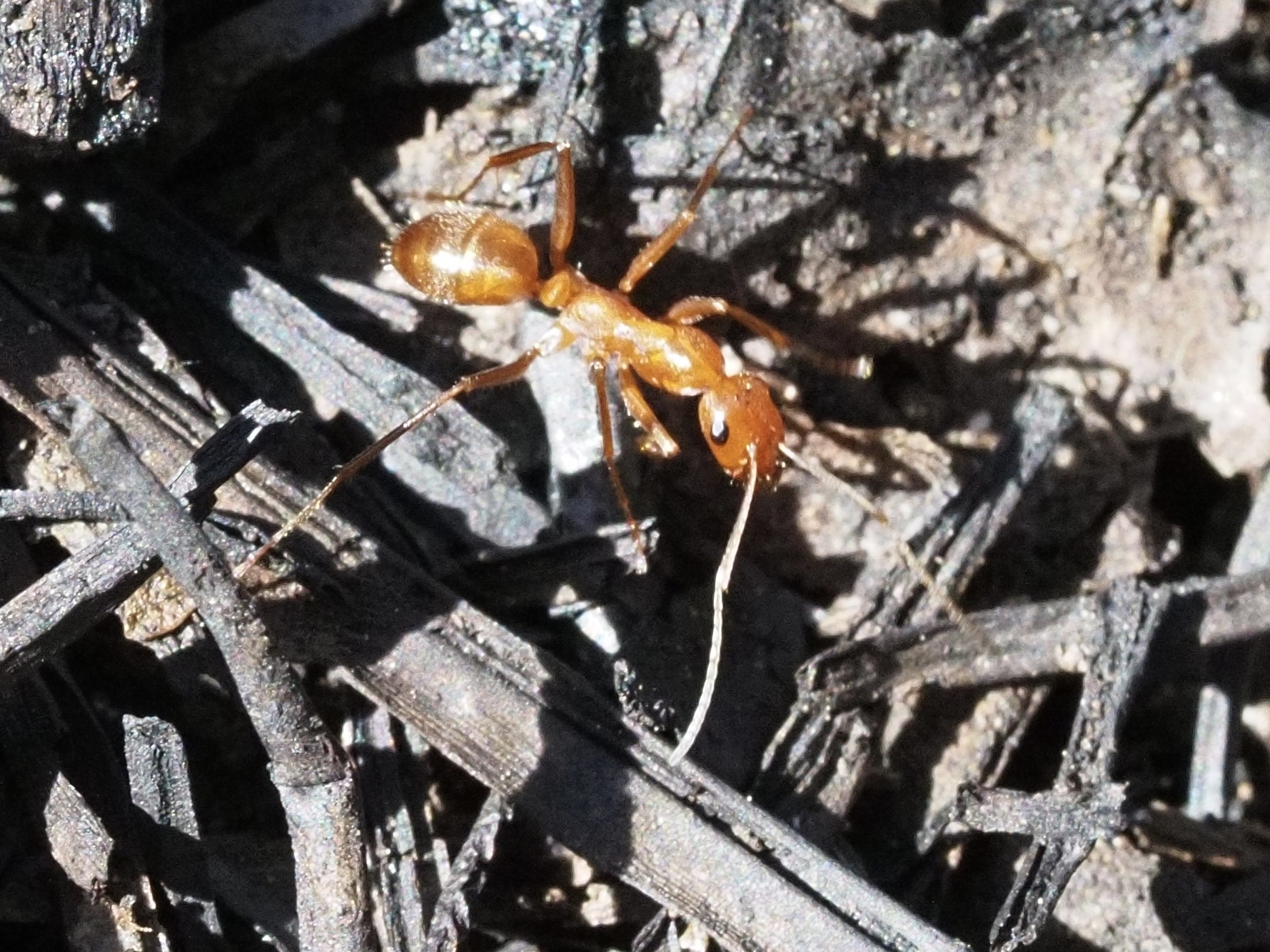 Formica Linnaeus, 1758