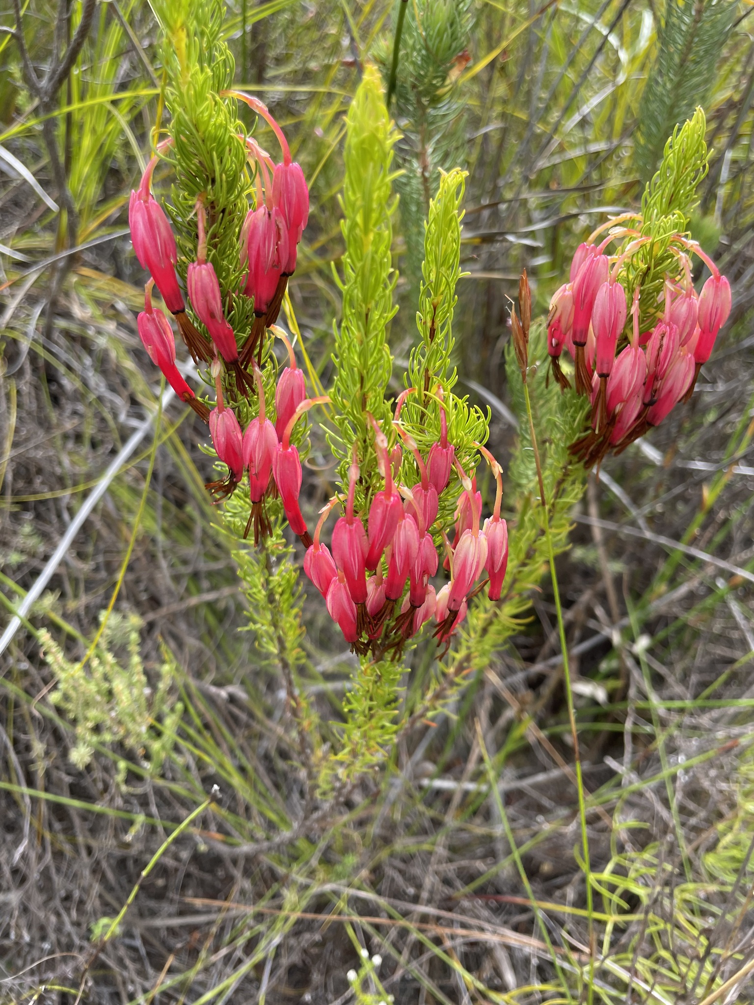 Erica plukenetii L.