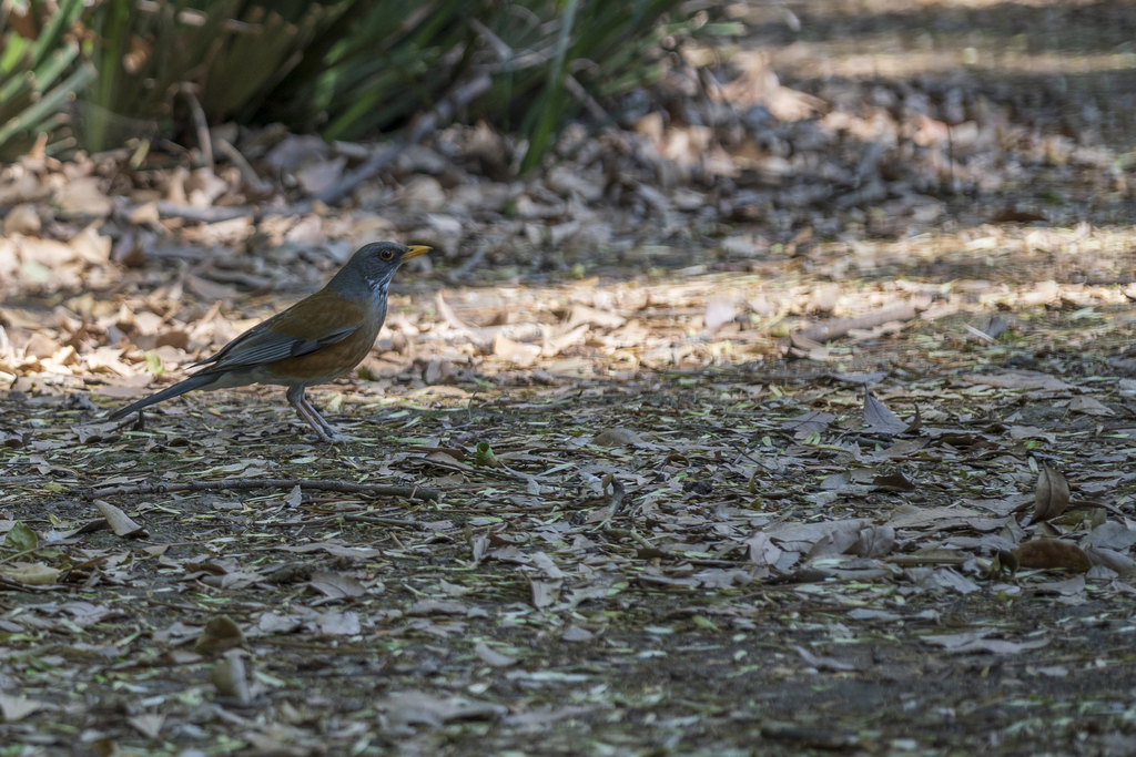 Rufous-backed Robin from San Diego Churubusco, 04120 Ciudad de México ...