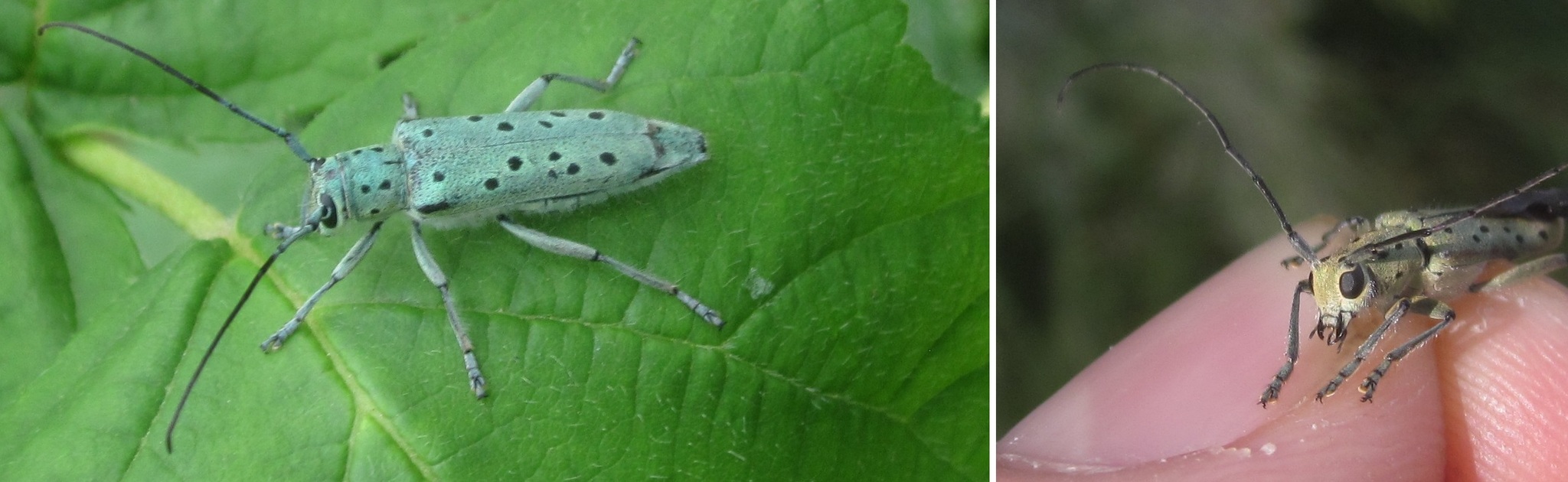 Saperda punctata (Linnaeus, 1767)
