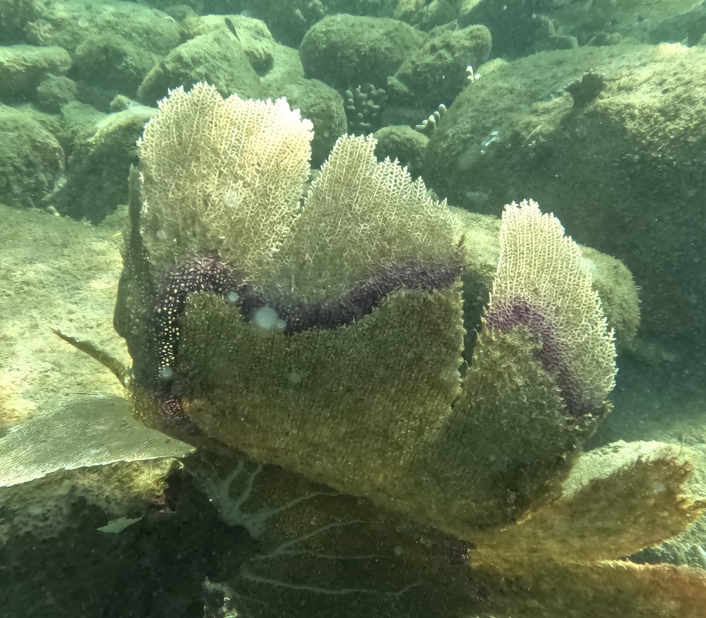 Purple Sea Fan from Soufrière, LC on December 6, 2022 at 03:43 PM by ...
