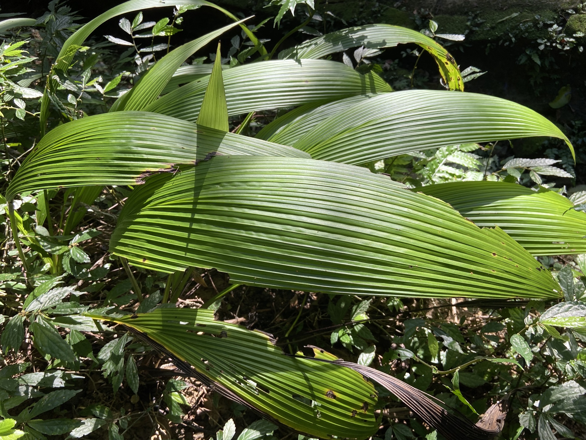 Molineria capitulata (Lour.) Herb.