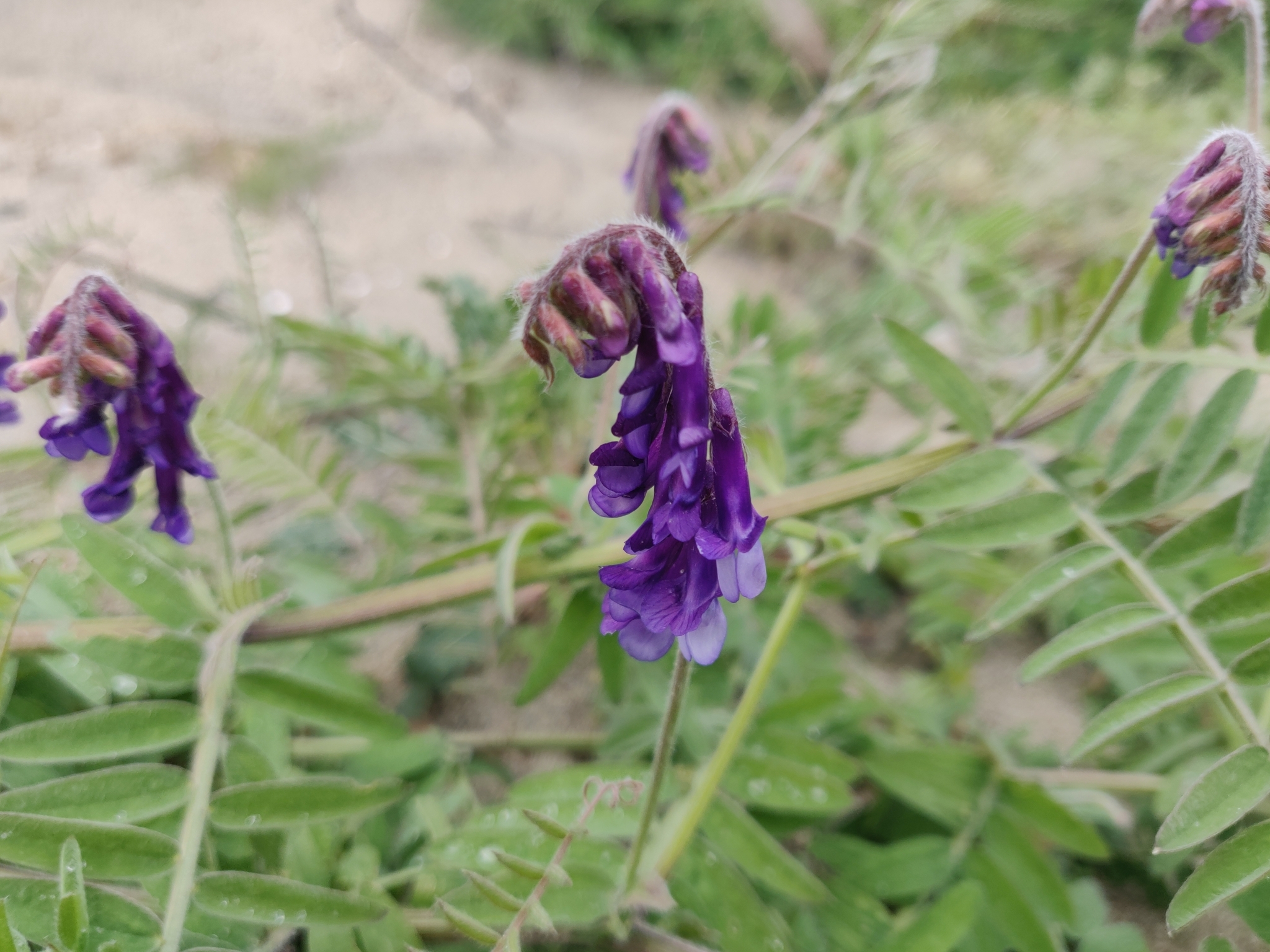 Vicia villosa Roth