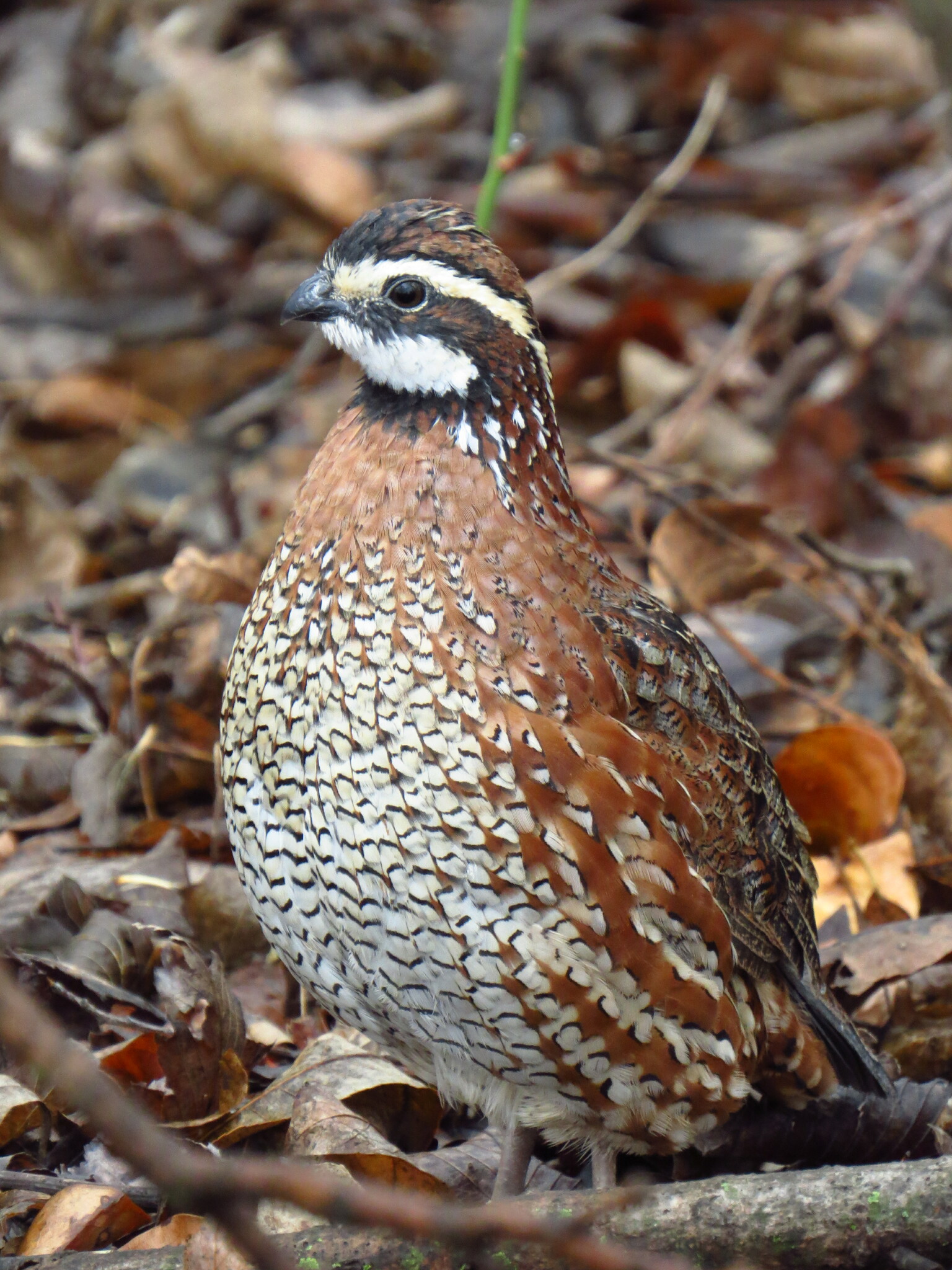 Colinus virginianus (Linnaeus, 1758)