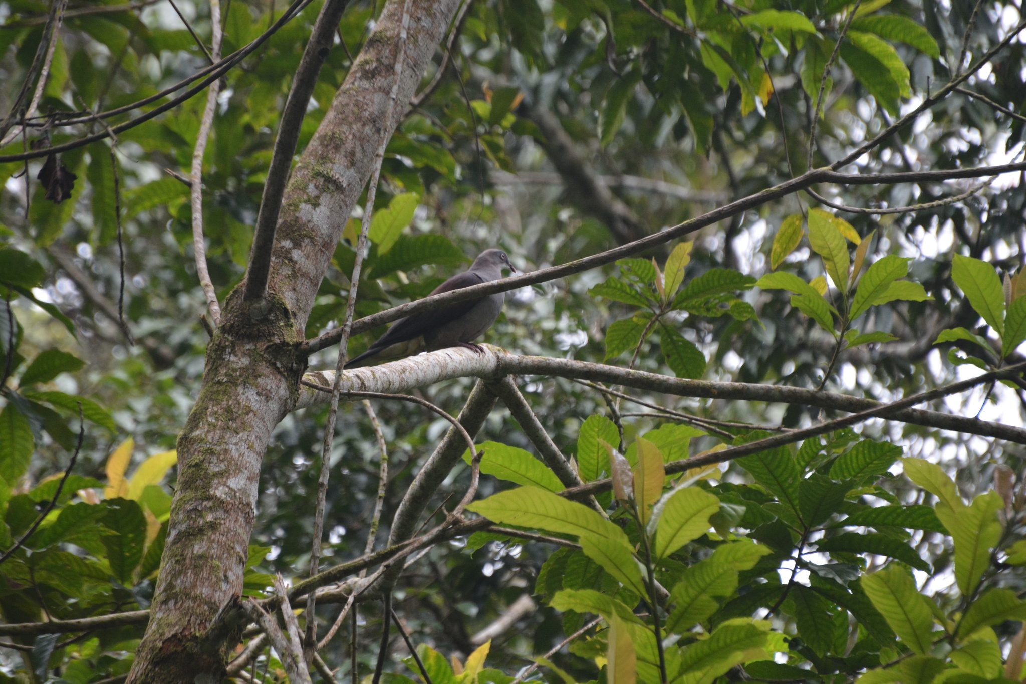 Ducula badia (Raffles, 1822)
