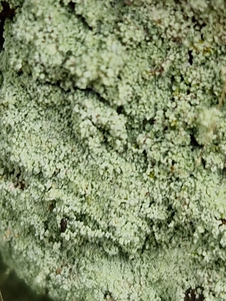 Fluffy Dust Lichen from Battersea Park, London SW11 4NJ, UK on February ...