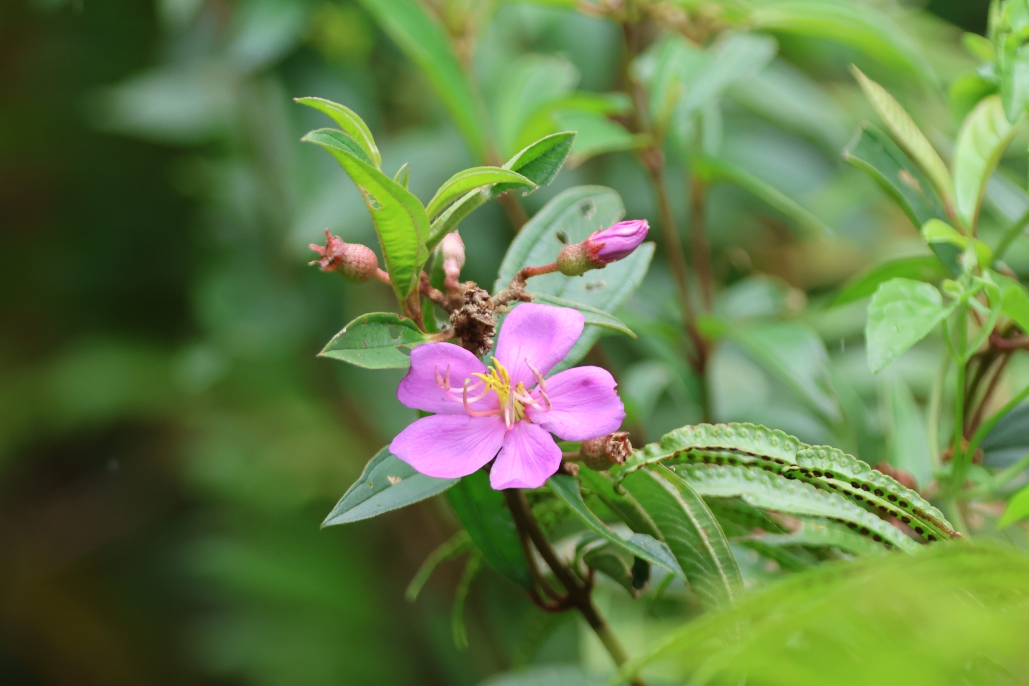 Melastoma malabathricum L.
