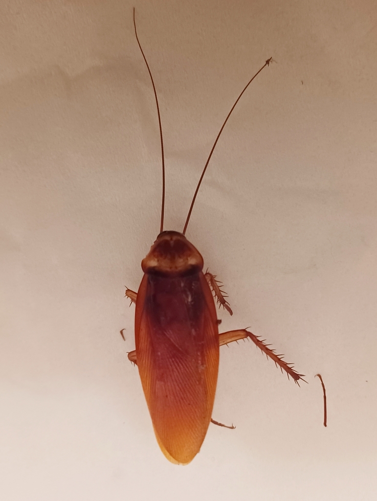 American Cockroach from Turtle Rock, Irvine, CA, USA on February 27 ...
