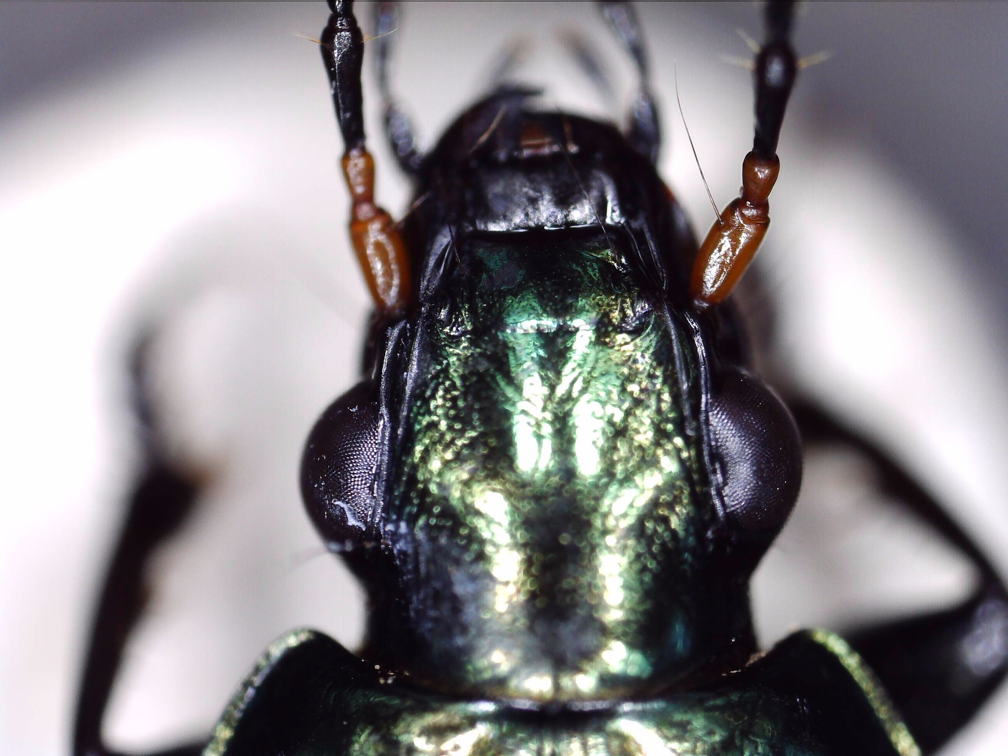 Poecilus cupreus (Linnaeus, 1758)