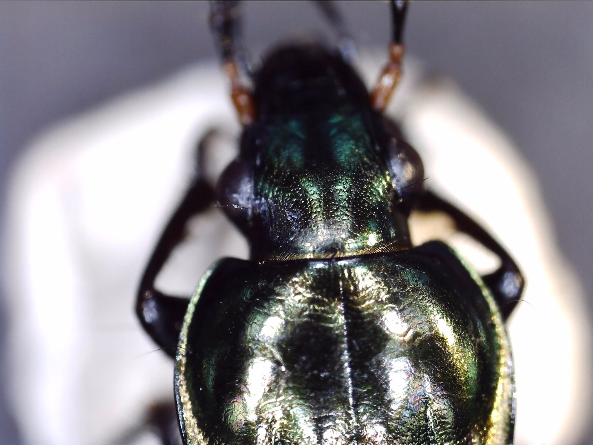 Poecilus cupreus (Linnaeus, 1758)