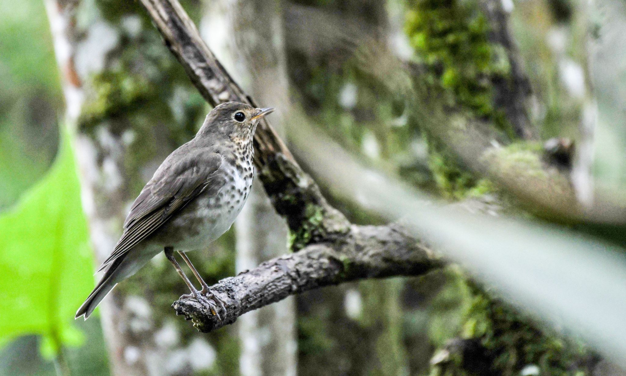 Catharus ustulatus (Nuttall, 1840)