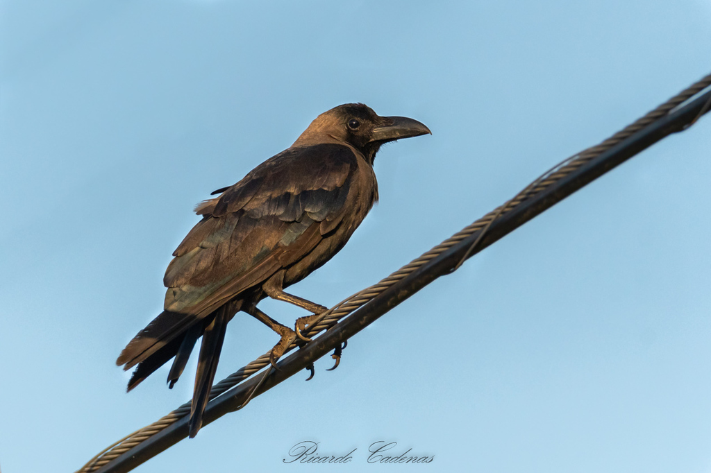 House Crow from Berisso, Provincia de Buenos Aires, Argentina on ...