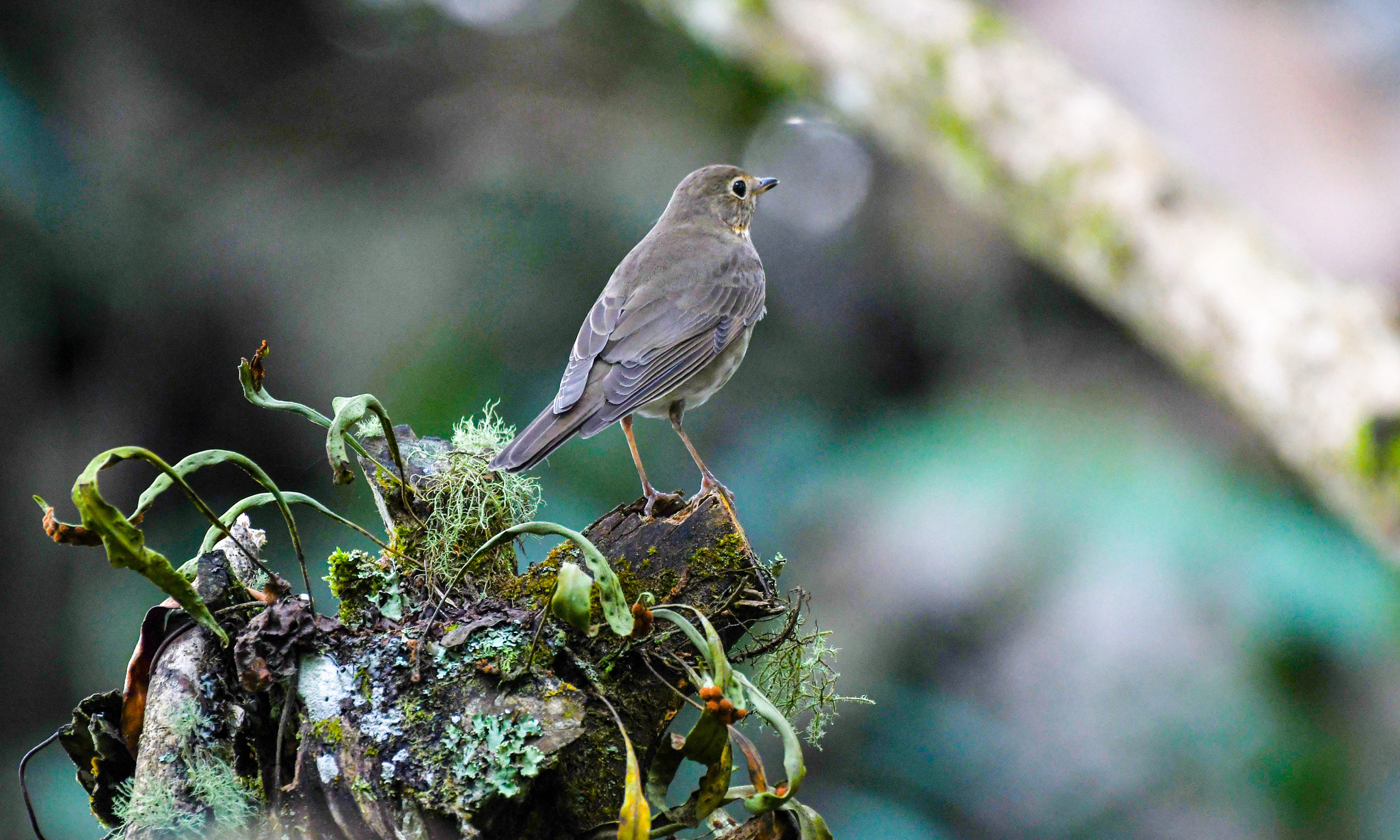 Catharus ustulatus (Nuttall, 1840)